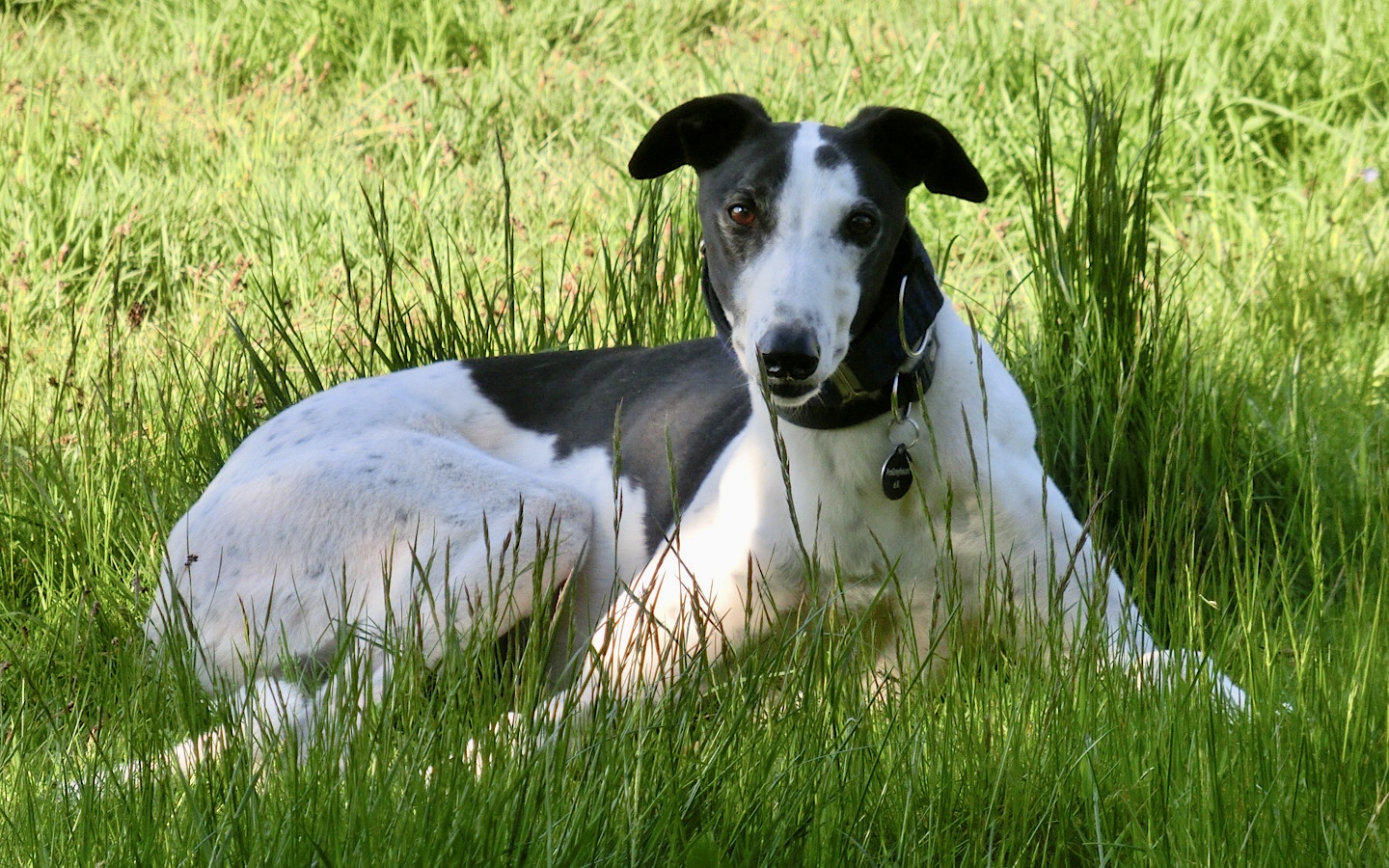 ProGreyhound e.V. - Tierschutzverein für den Schutz des Greyhound vor ...